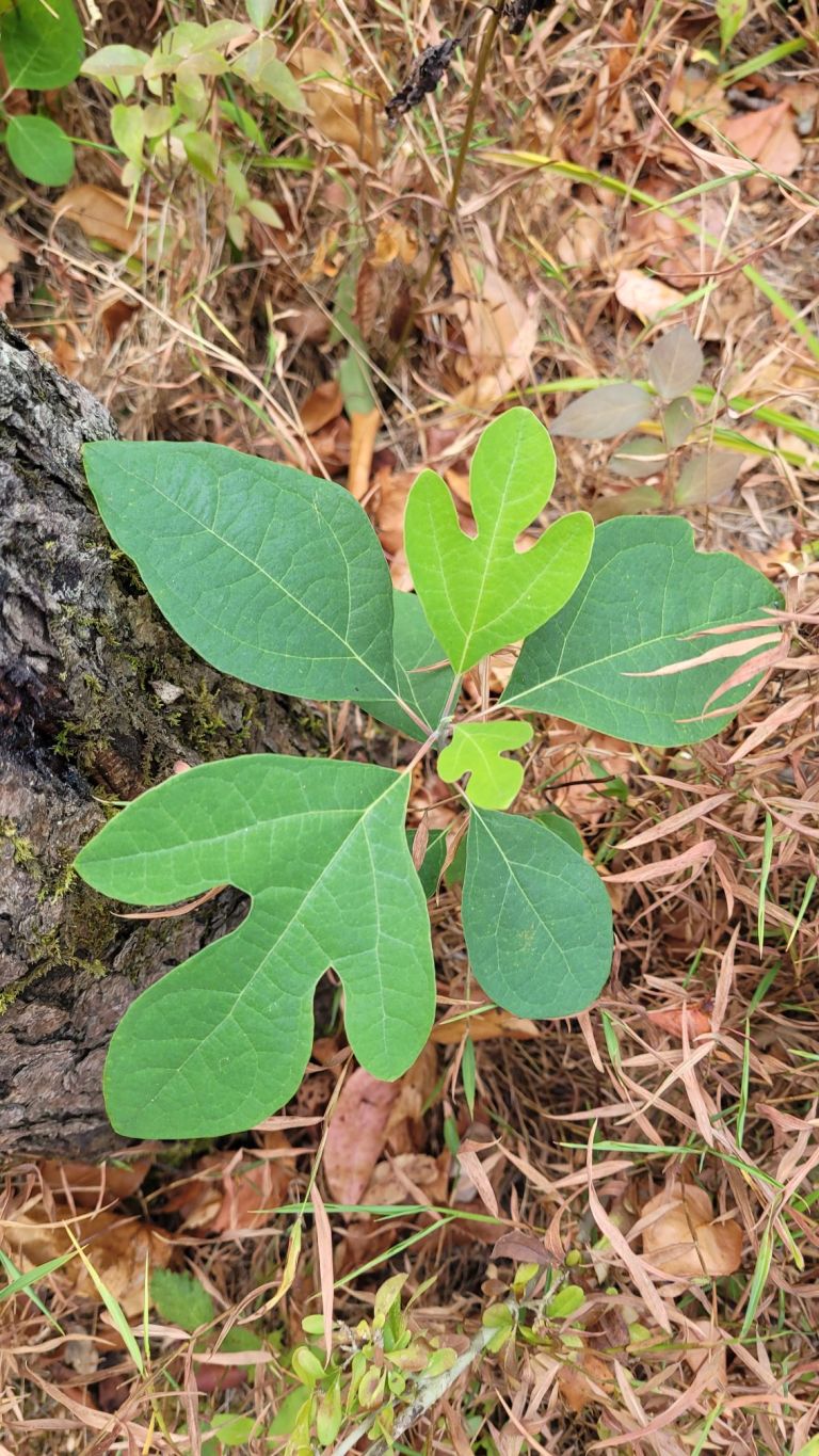 How to identify Sassafras Tree By Its Leaves – Transplant Garden — Rare ...