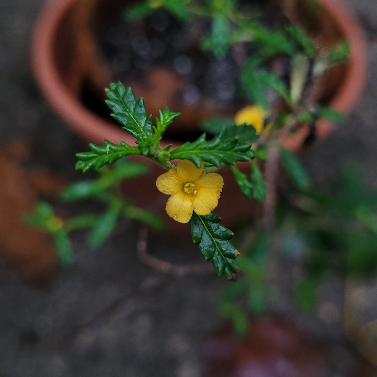 A Tale of Two Turnera: Identifying Damiana. – Transplant Garden — Rare ...