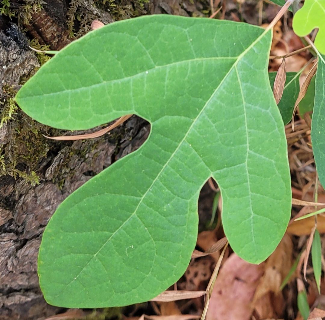 How to identify Sassafras Tree By Its Leaves – Transplant Garden — Rare ...