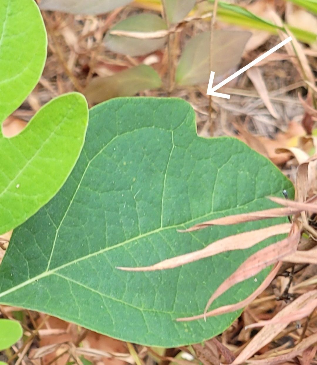 How to identify Sassafras Tree By Its Leaves – Transplant Garden — Rare ...