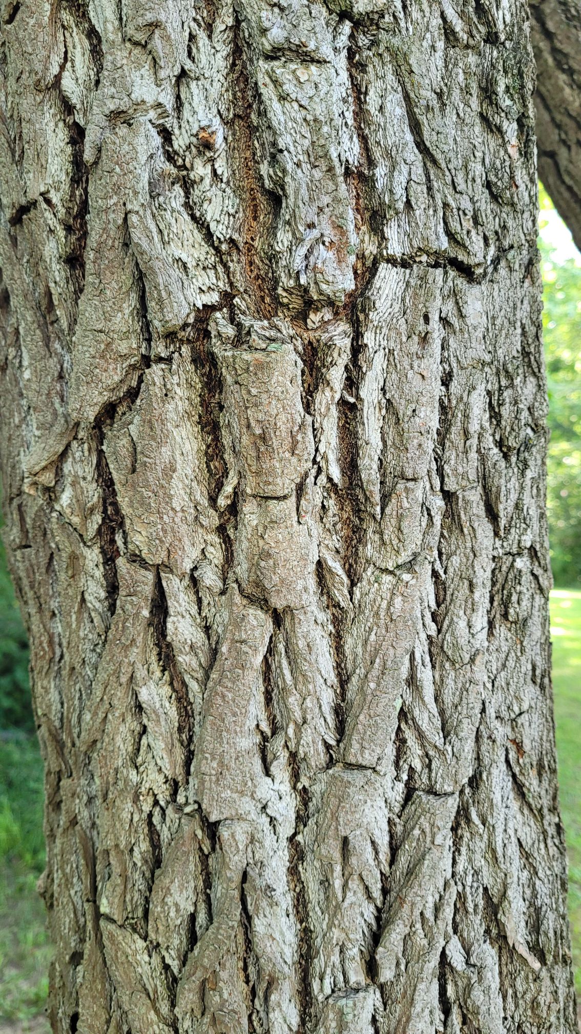 Sassafras Identification: Bark, Growth, and Smell Guide – Transplant ...