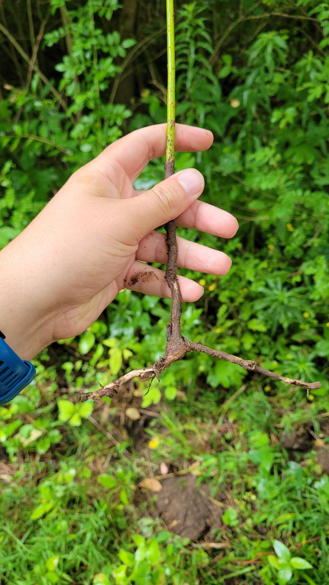 How to grow Sassafras: Propagation – Transplant Garden — Rare and ...